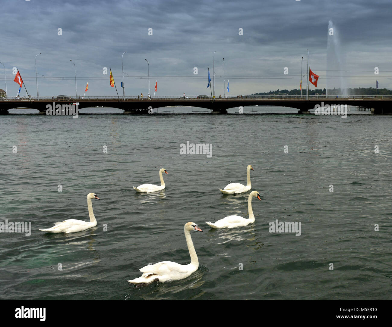 Swans on Geneva Lake and fountain (Jet d'Eau) at the background, Geneva ...
