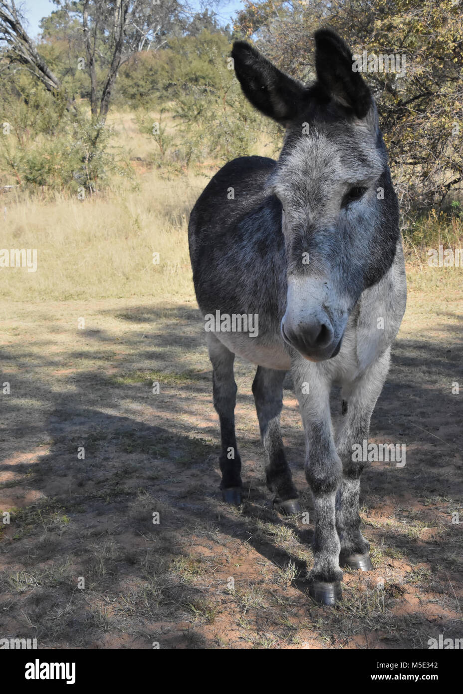 Donkey staring hi-res stock photography and images - Alamy