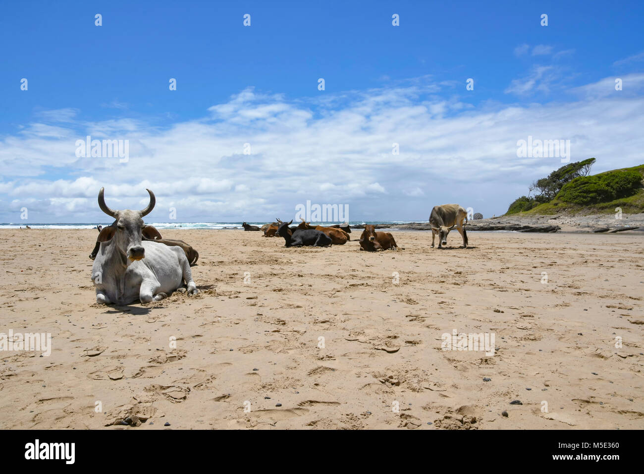 A herd of Nguni cows with big horns sitting on the beach and one cow ...
