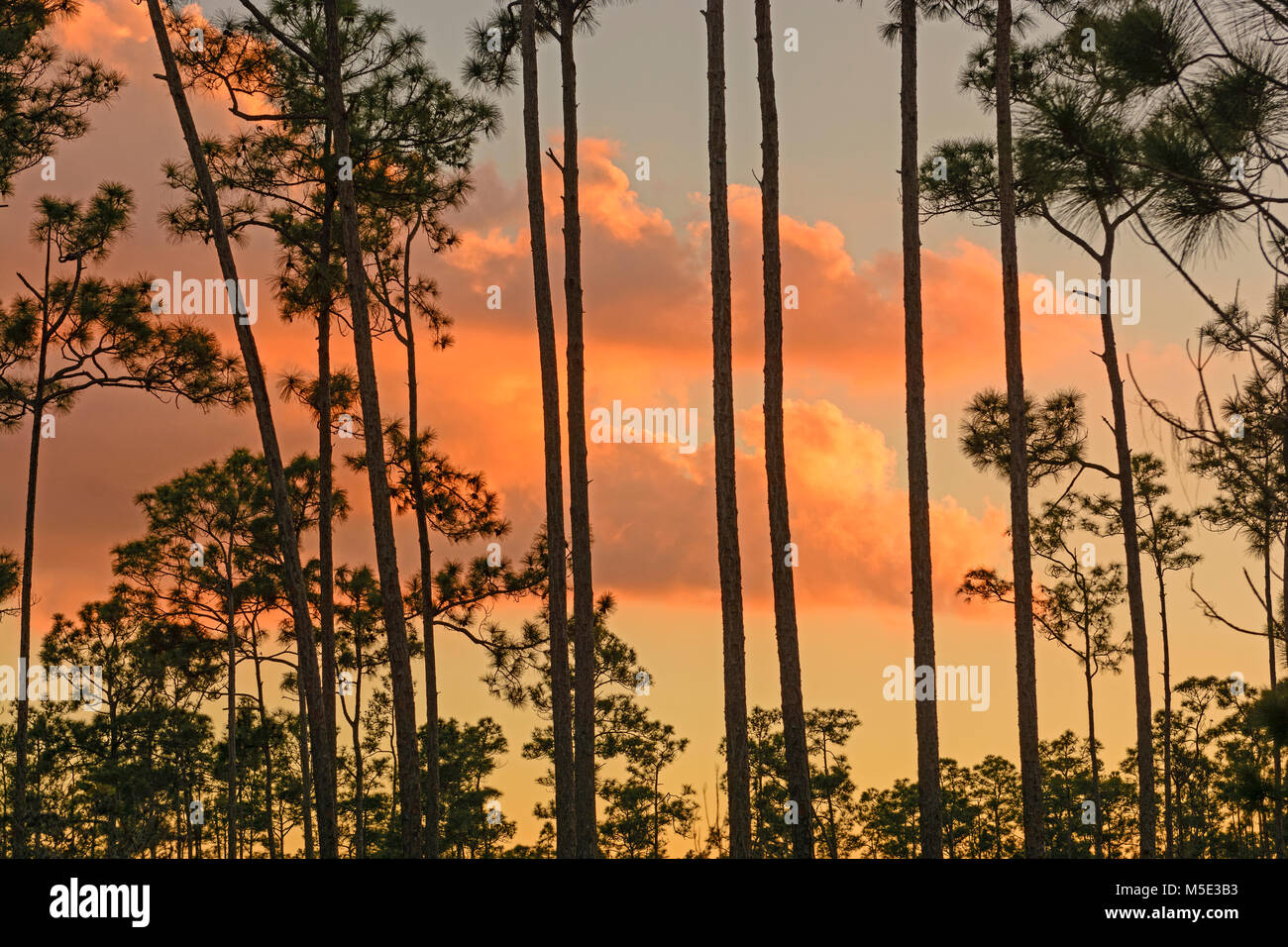 Pines and sunset hi-res stock photography and images - Alamy