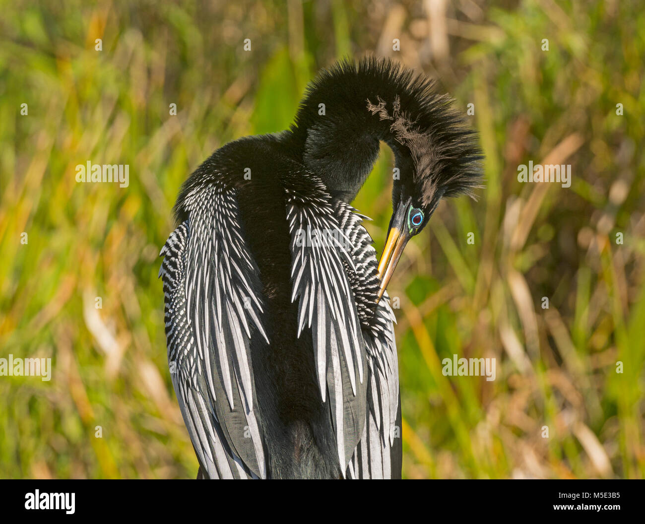 Everglades national park anhinga trail hi-res stock photography and ...