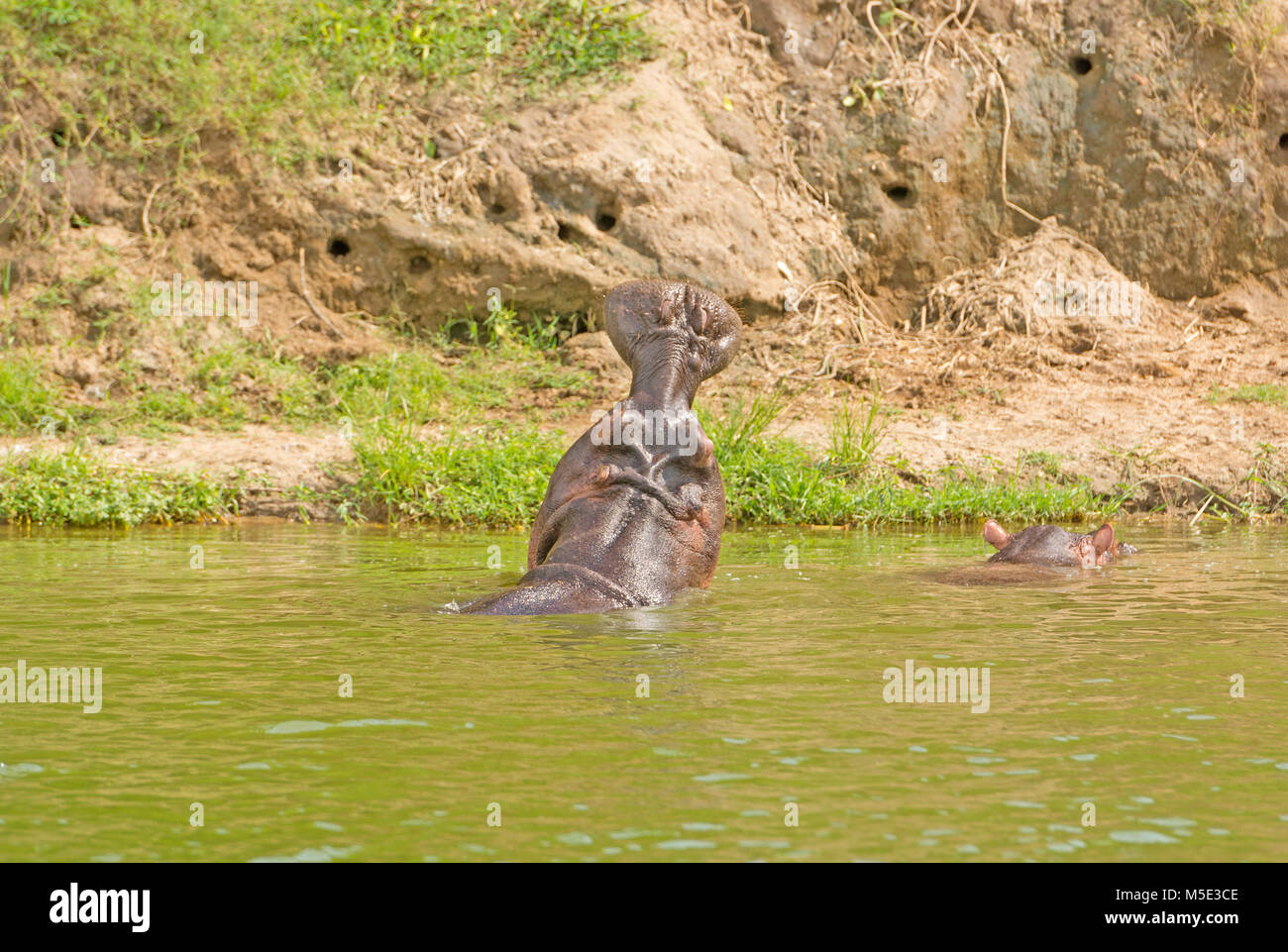 Back View of a Hippo Yawn in Uganda Stock Photo - Alamy
