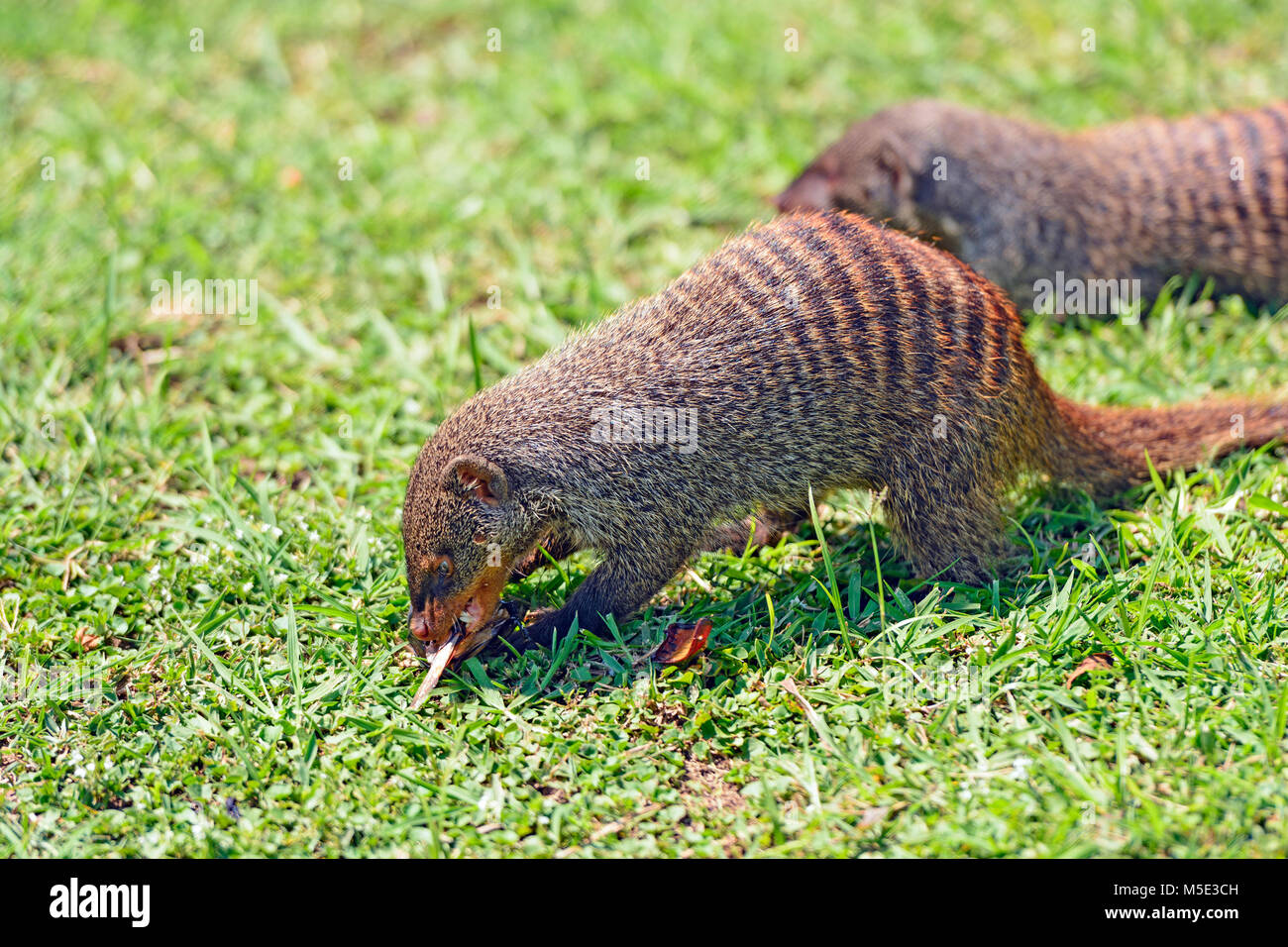 Queen elizabeth national park mongoose hi-res stock photography and ...