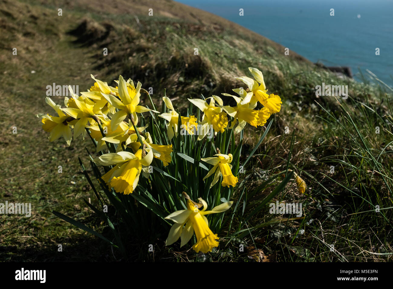 Blooming daffodils on a sunny spring day Stock Photo - Alamy