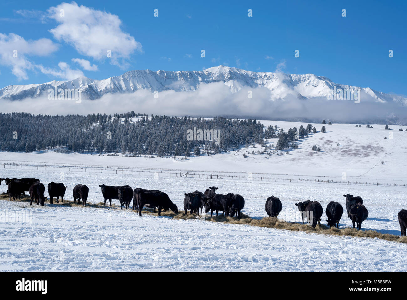 Cattle feeding on hay in Oregon's Wallowa Valley Stock Photo - Alamy