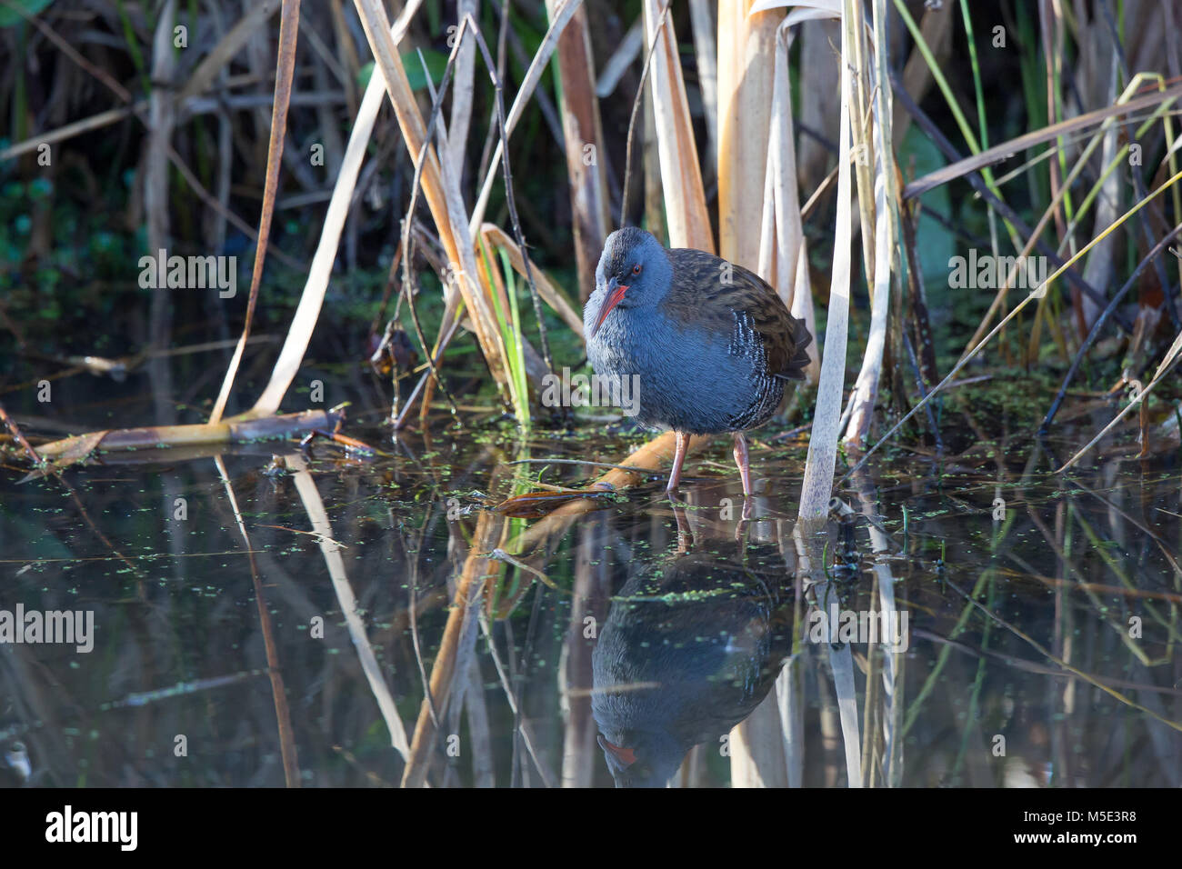 Wild UK water rail bird (Rallus aquaticus) isolated in shallow waters ...