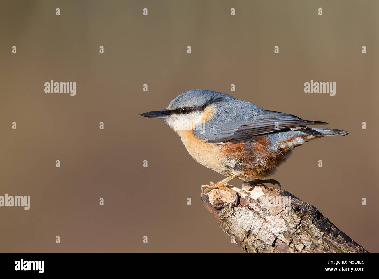 British nuthatch hi-res stock photography and images - Alamy