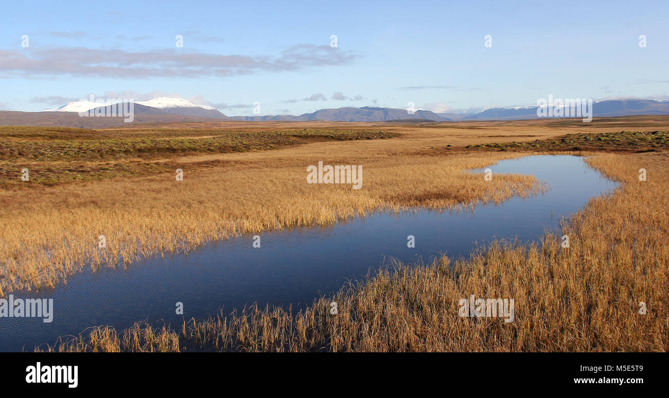 Marshy pond hi-res stock photography and images - Alamy