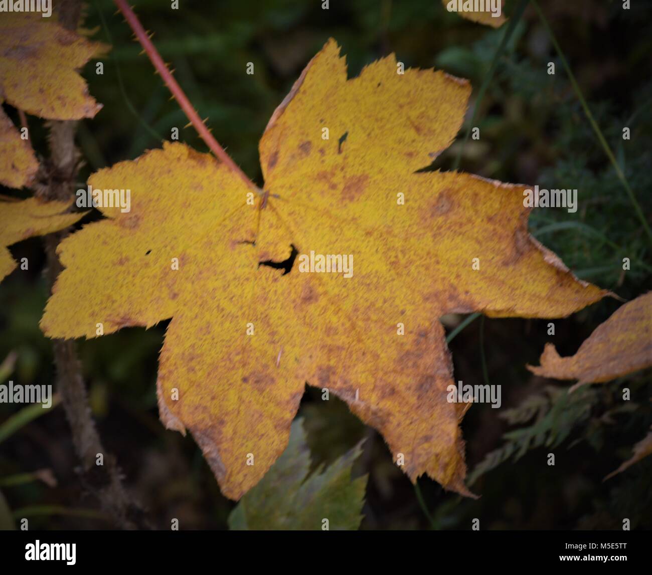 Leaf laying on the ground after falling from its tree Stock Photo - Alamy
