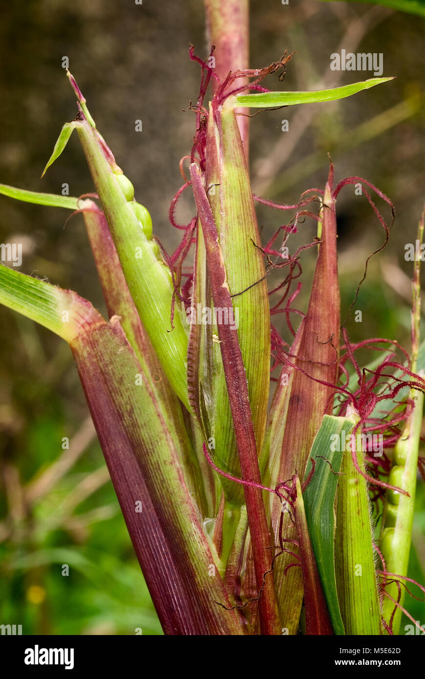 Teosinte and maize hi-res stock photography and images - Alamy