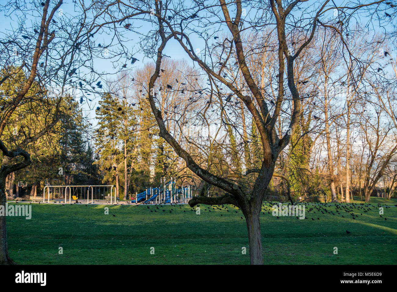 Crows sit in trees and on the grass at Beer Sheva Park in Seattle ...