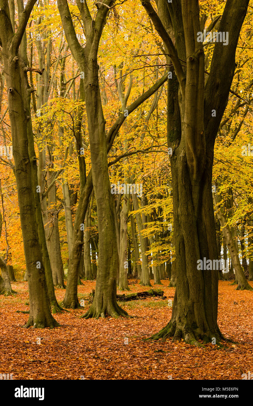 Beech trees ashridge forest hertfordshire hi-res stock photography and ...