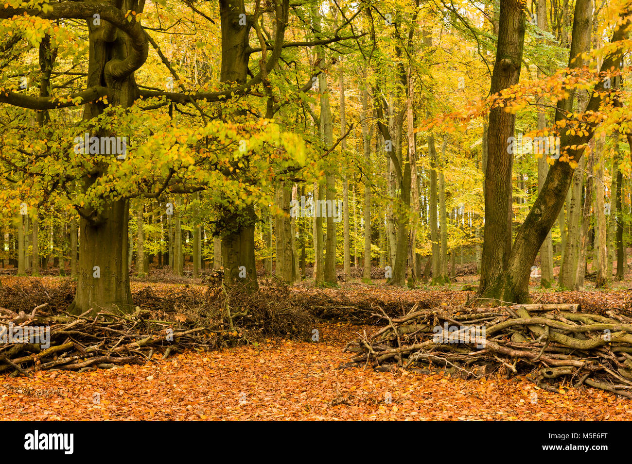 Ashridge estate autumn hi-res stock photography and images - Alamy