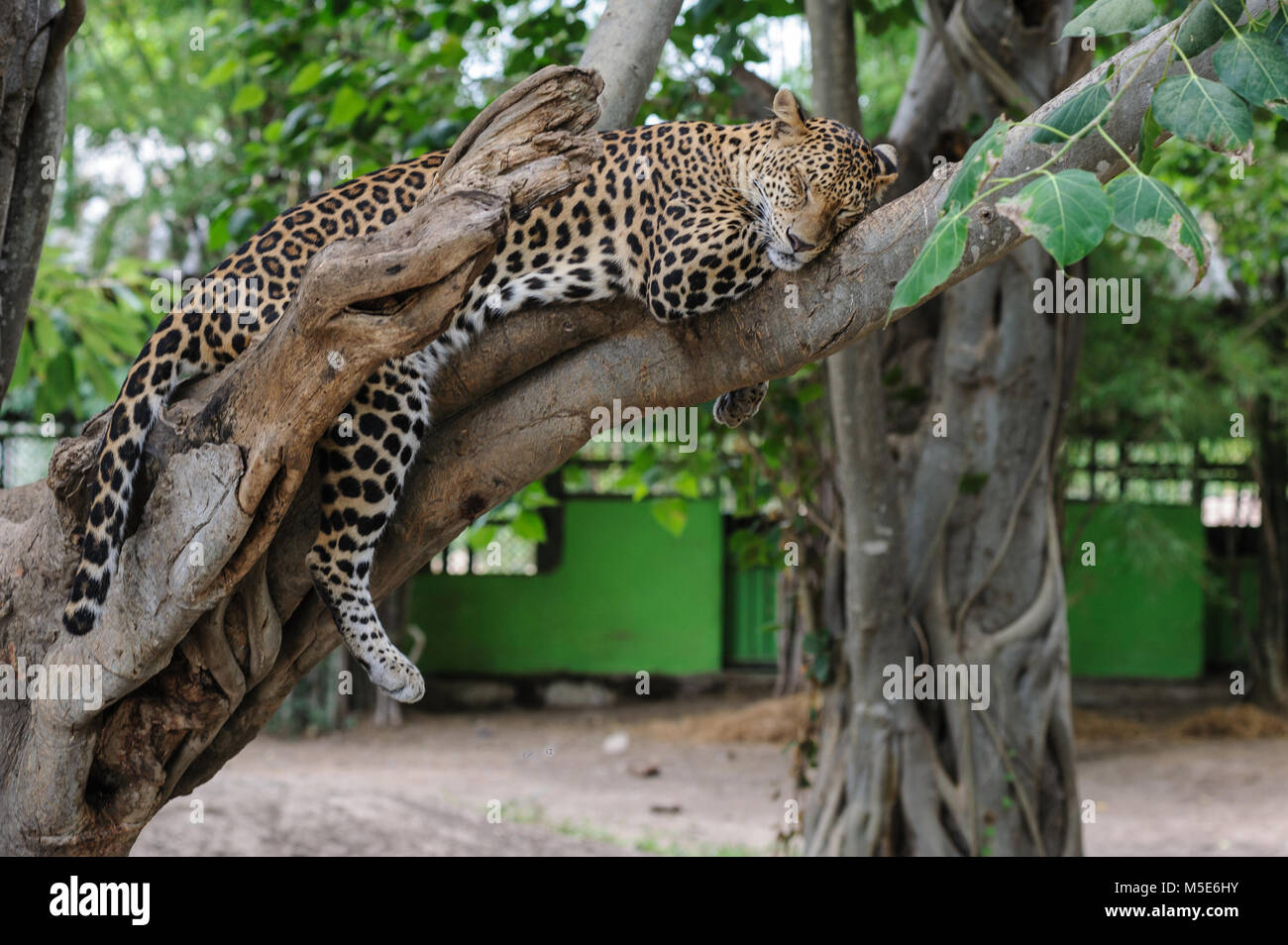 Leopard sleep on a tree in park Stock Photo - Alamy