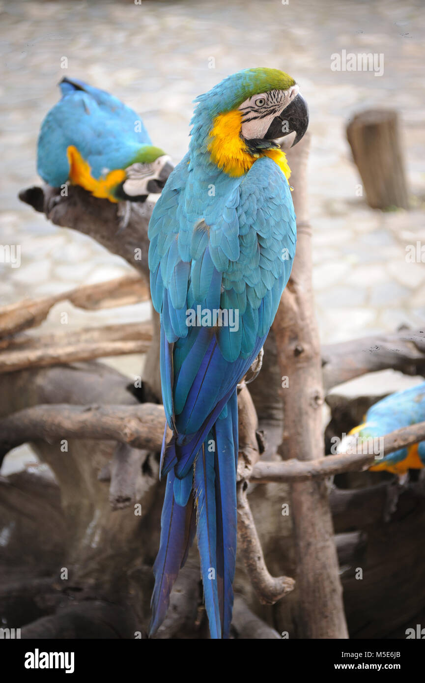 Dual bule wild parrots in park Stock Photo - Alamy