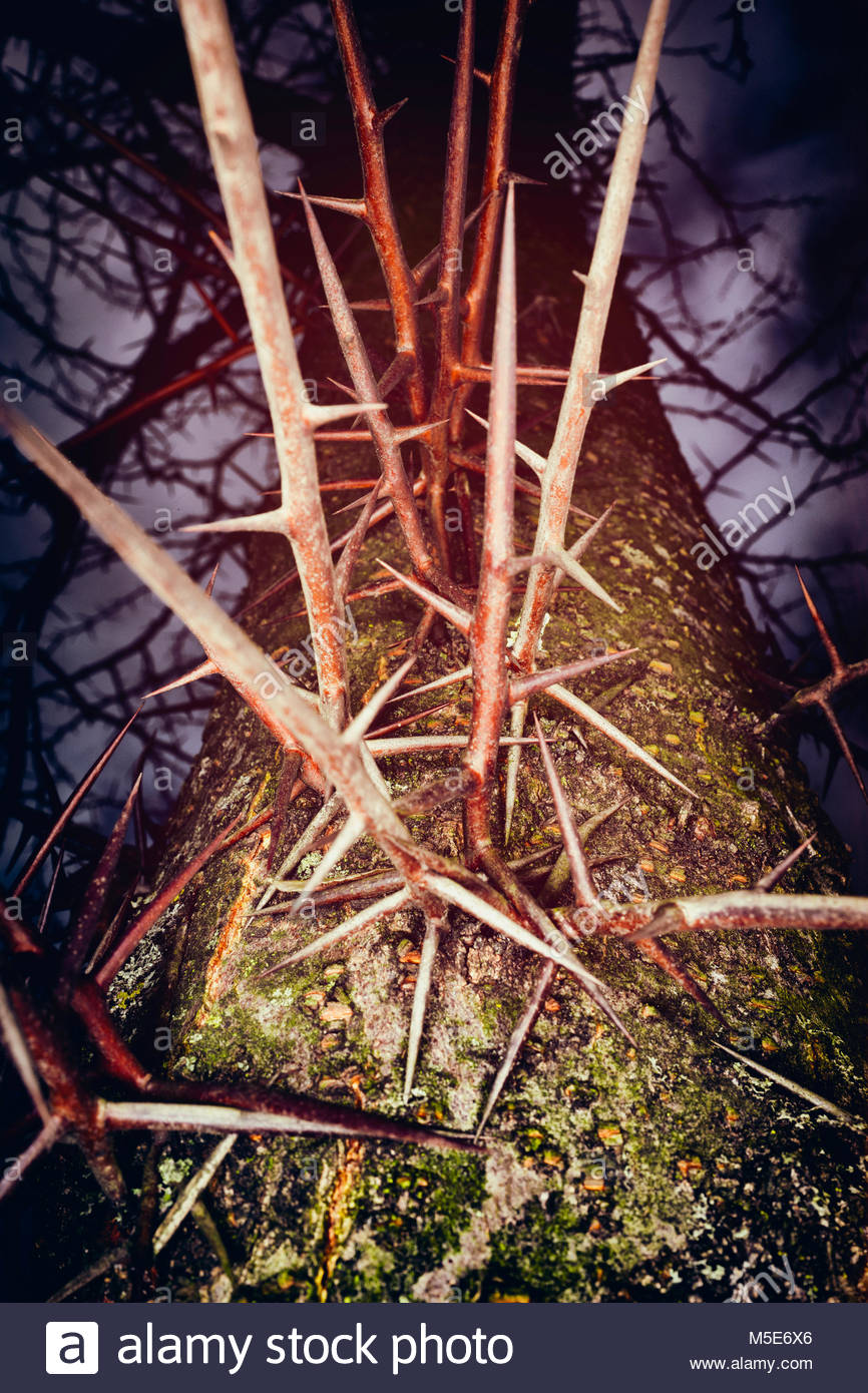 Honey Locust Tree High Resolution Stock Photography and Images - Alamy