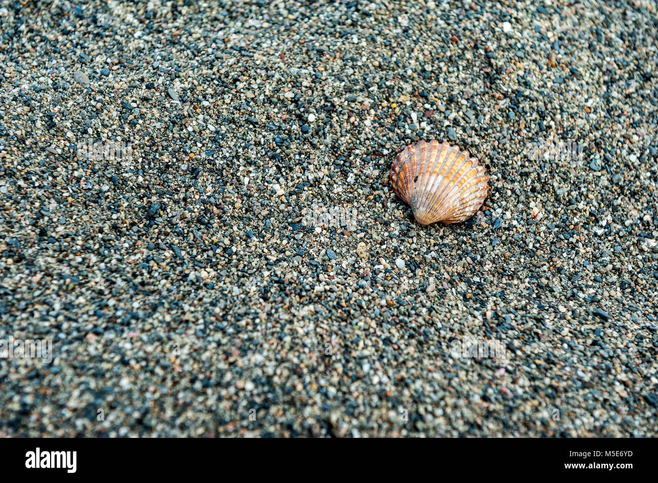 Small shell on a Beach in Torremolinos, Costa del Sol, Andalusia, Spain ...