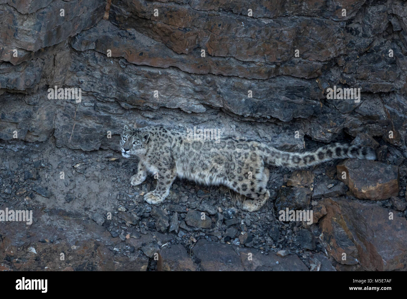 Wild snow leopard (Panthera uncia) in the Himalaya in Spiti Valley near ...