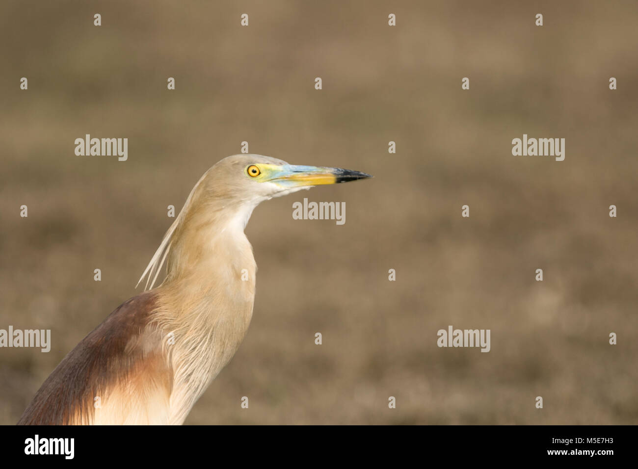 Plumate hi-res stock photography and images - Alamy