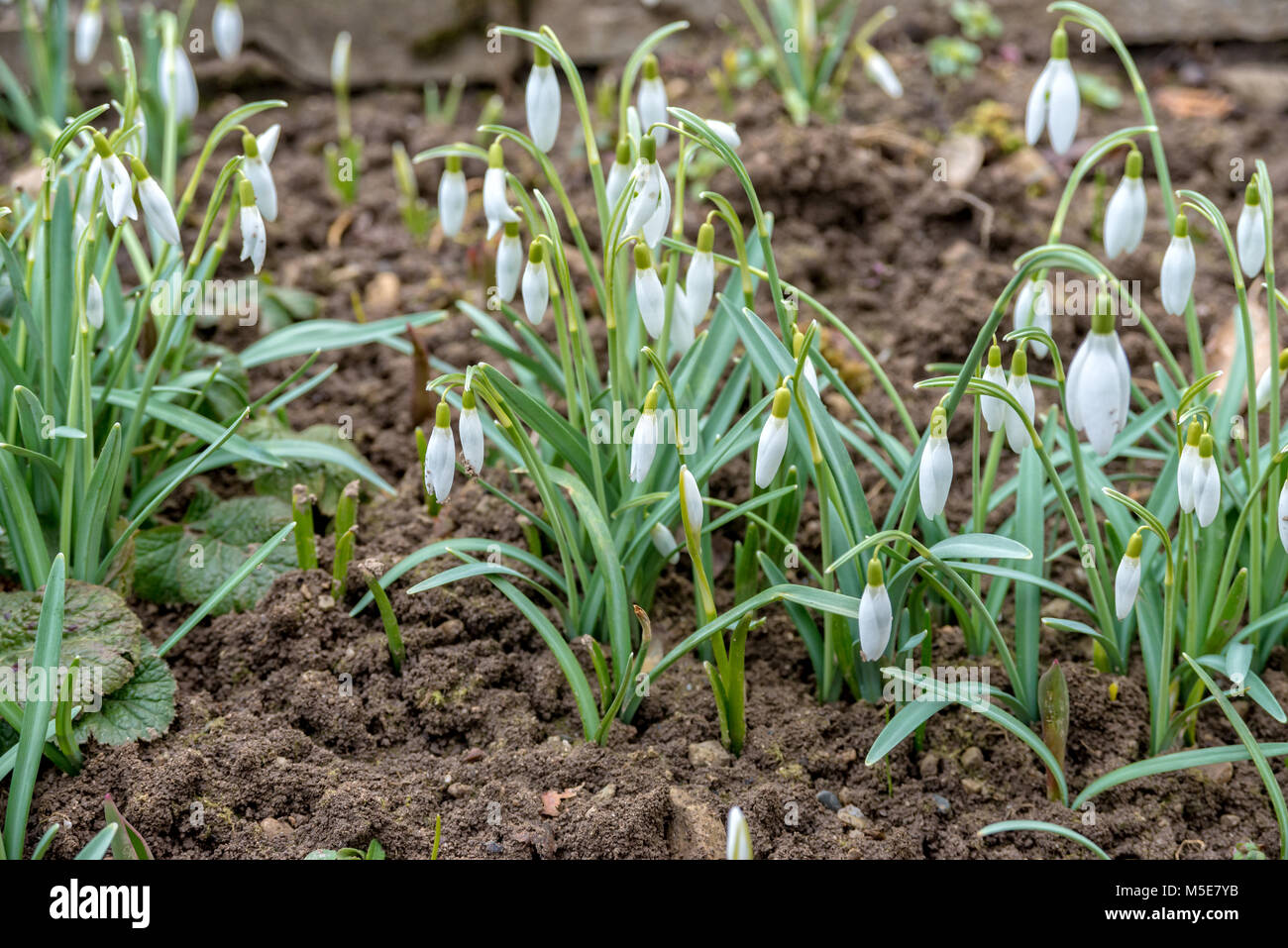Seed bed snow hi-res stock photography and images - Alamy
