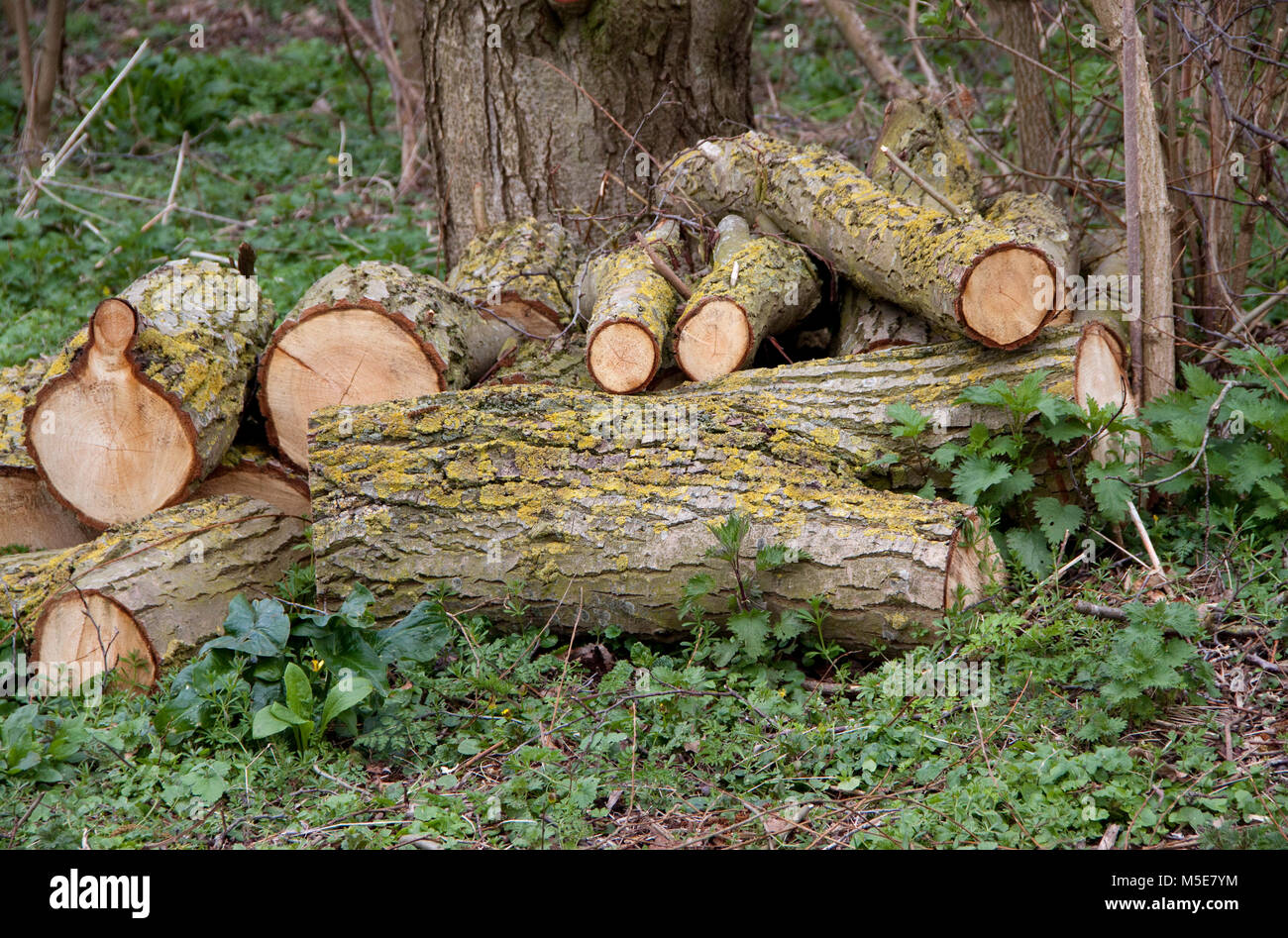 Pile of logs small hi-res stock photography and images - Alamy