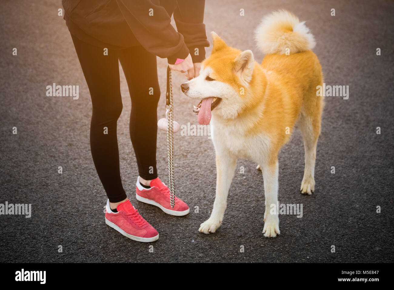 Female akita hi-res stock photography and images - Alamy