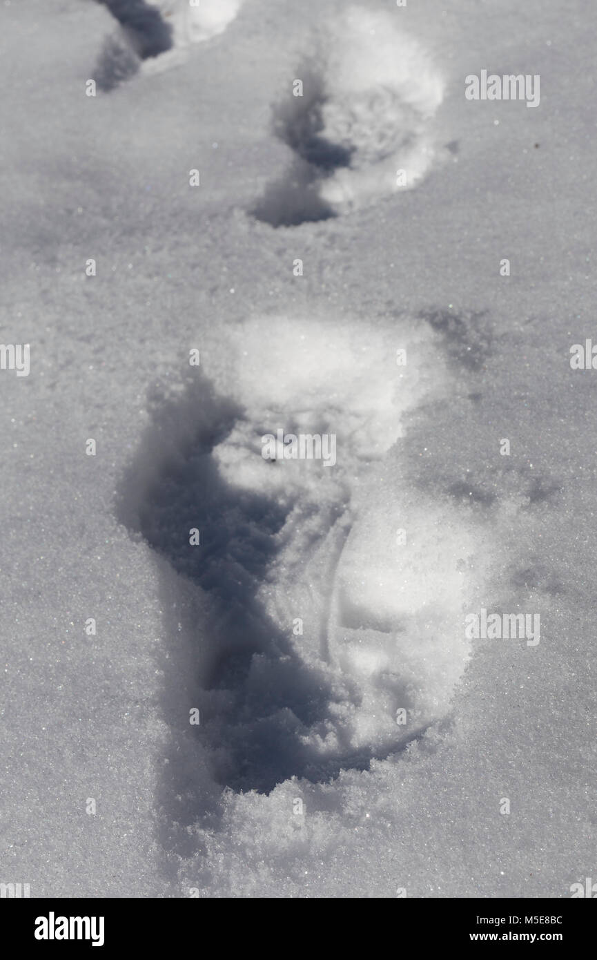 Footprints leading away from the camera in a North Carolina snow Stock ...