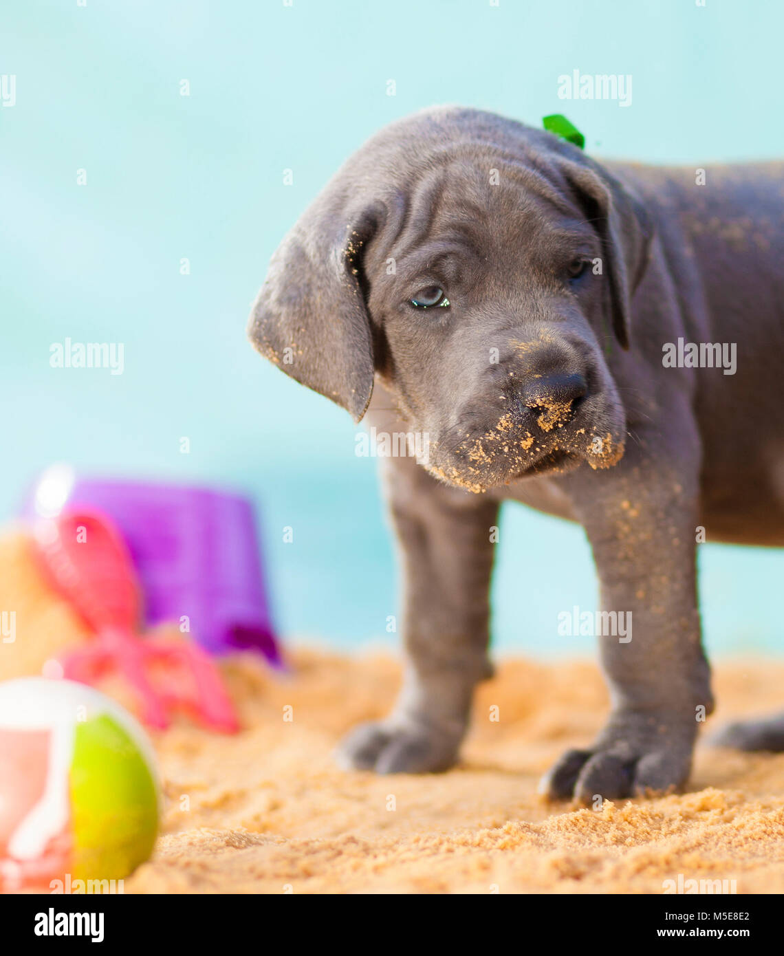 Purebred Great Dane puppy guarding a ball and toys on the sand Stock ...