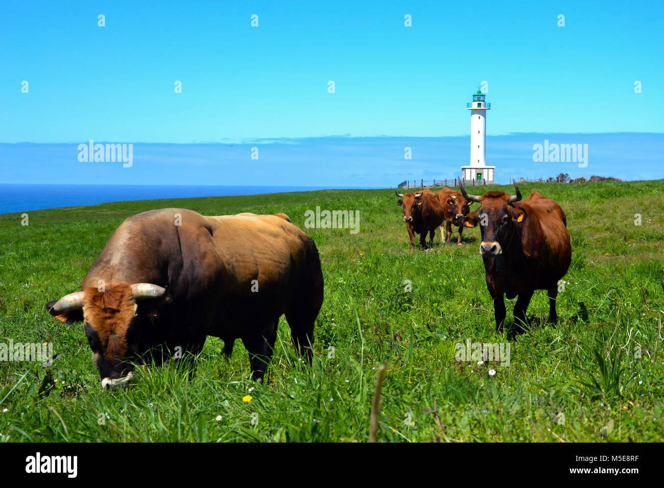 Cattle farming in spain hi-res stock photography and images - Alamy