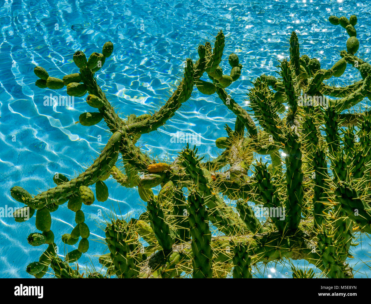 Cactus spreading around a lagoon pool in a Canary Islands natural oasis ...