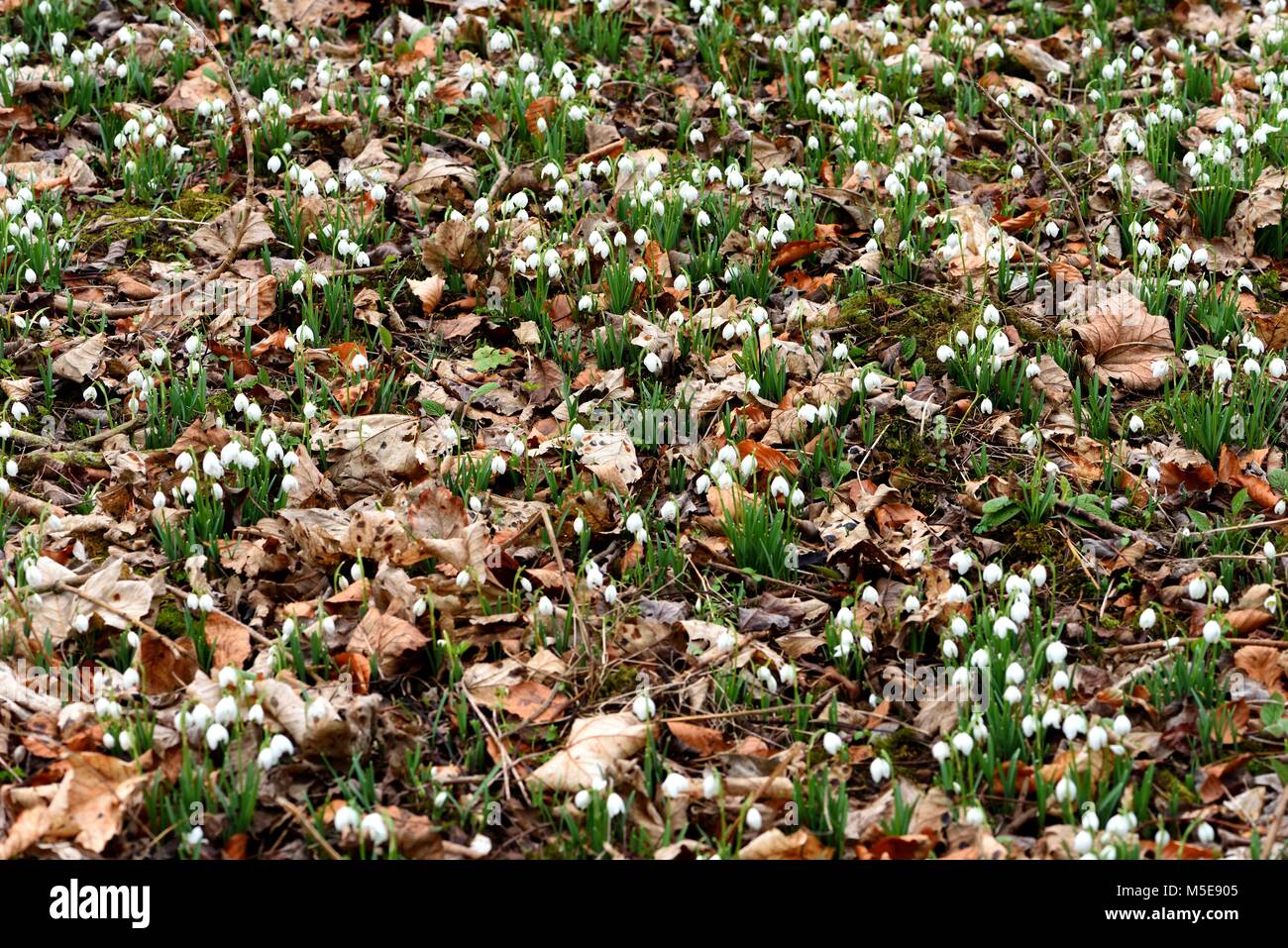 A drift of snowdrops on the forest floor Stock Photo - Alamy