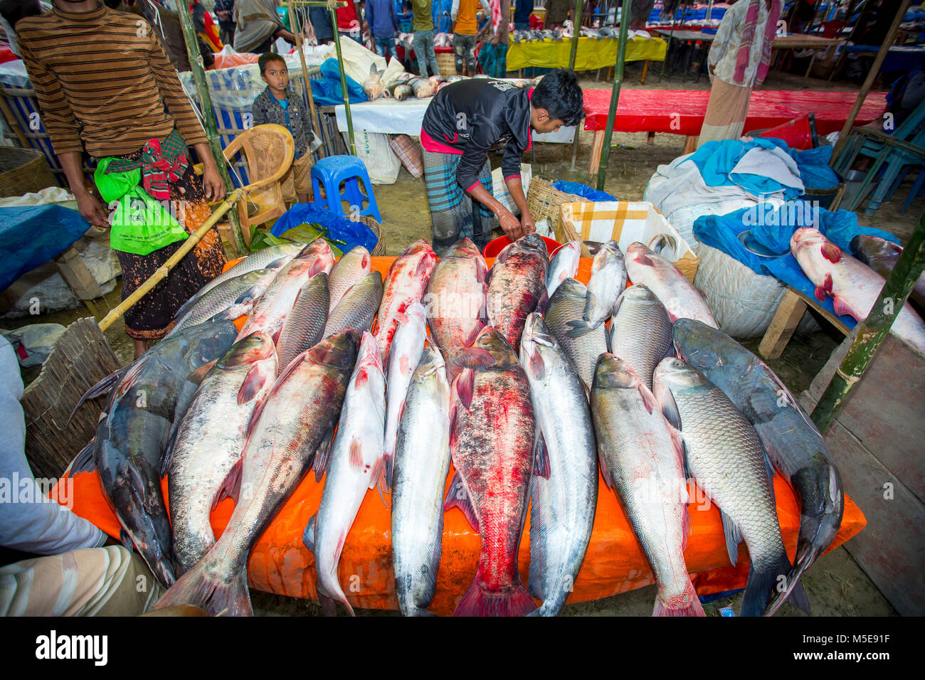 Sellers display verities of big size of river fishes at ‘Poradaha Mela’ in Gabtali upazila of ...