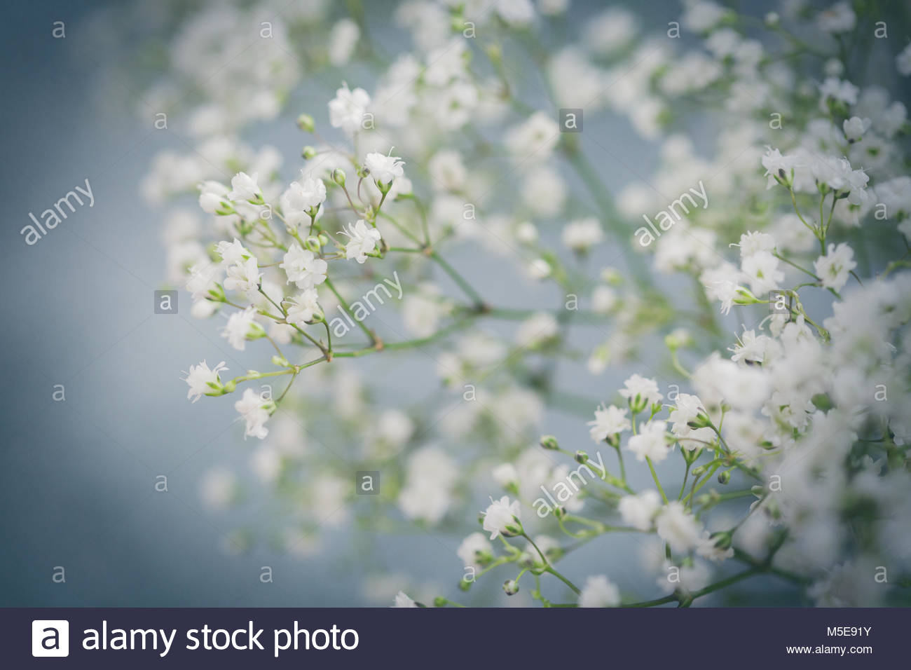 Gypsophila Stock Photos & Gypsophila Stock Images - Alamy