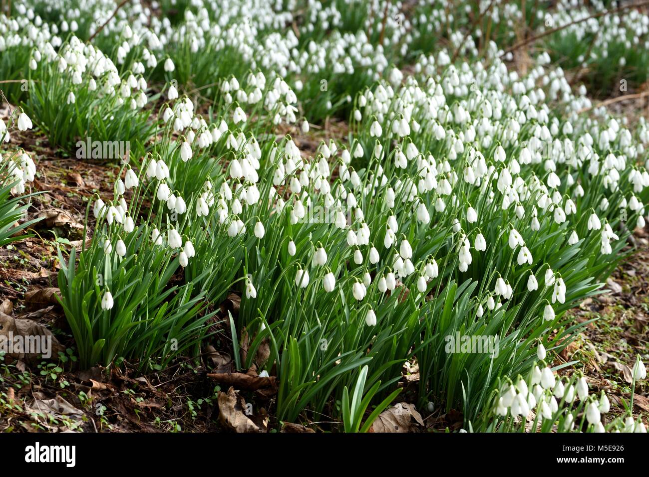 Drift of snowdrops hi-res stock photography and images - Alamy