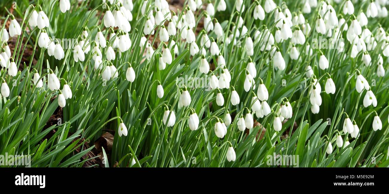Cluster snowdrops hi-res stock photography and images - Alamy