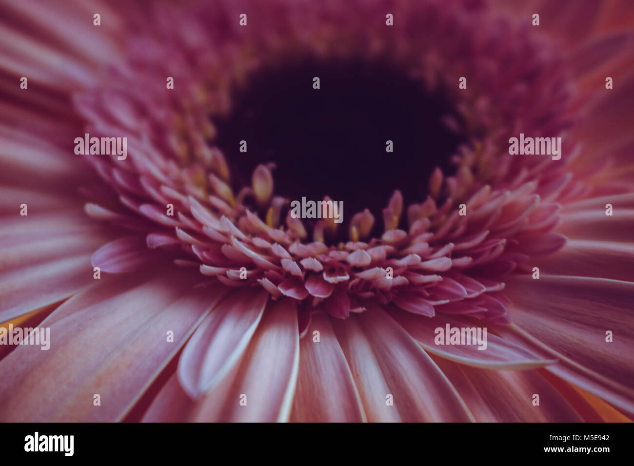 Gerber. Macro pink Gerber Daisy. Pink flower Stock Photo - Alamy