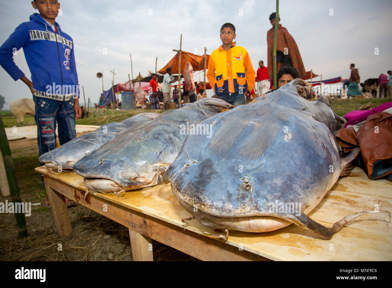 Sellers display a ‘Baghair’ fish weighing 100kg at ‘Poradaha Mela’ in ...