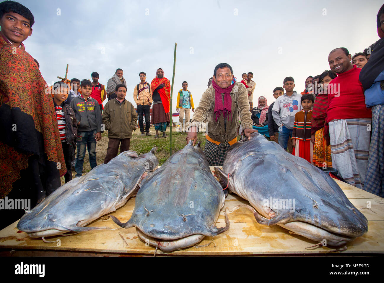 Sellers display a ‘Baghair’ fish weighing 100kg at ‘Poradaha Mela’ in ...