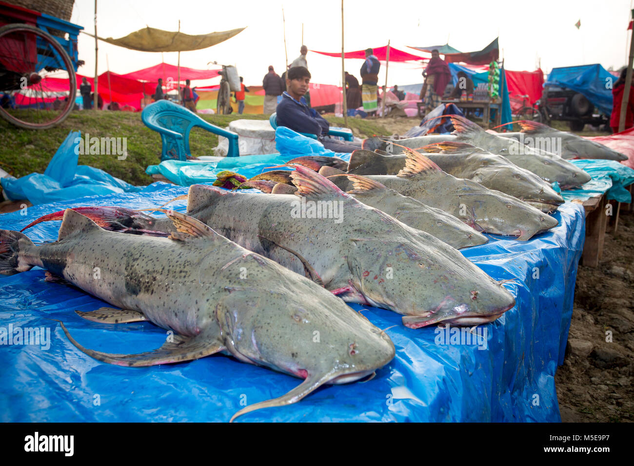 Sellers display a ‘Baghair’ fish weighing 100kg at ‘Poradaha Mela’ in ...