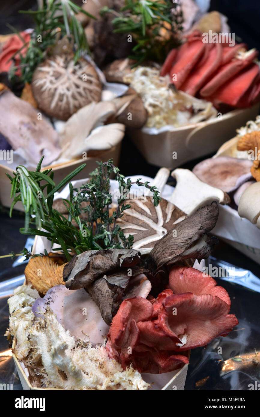 Fungus growers hi-res stock photography and images - Alamy