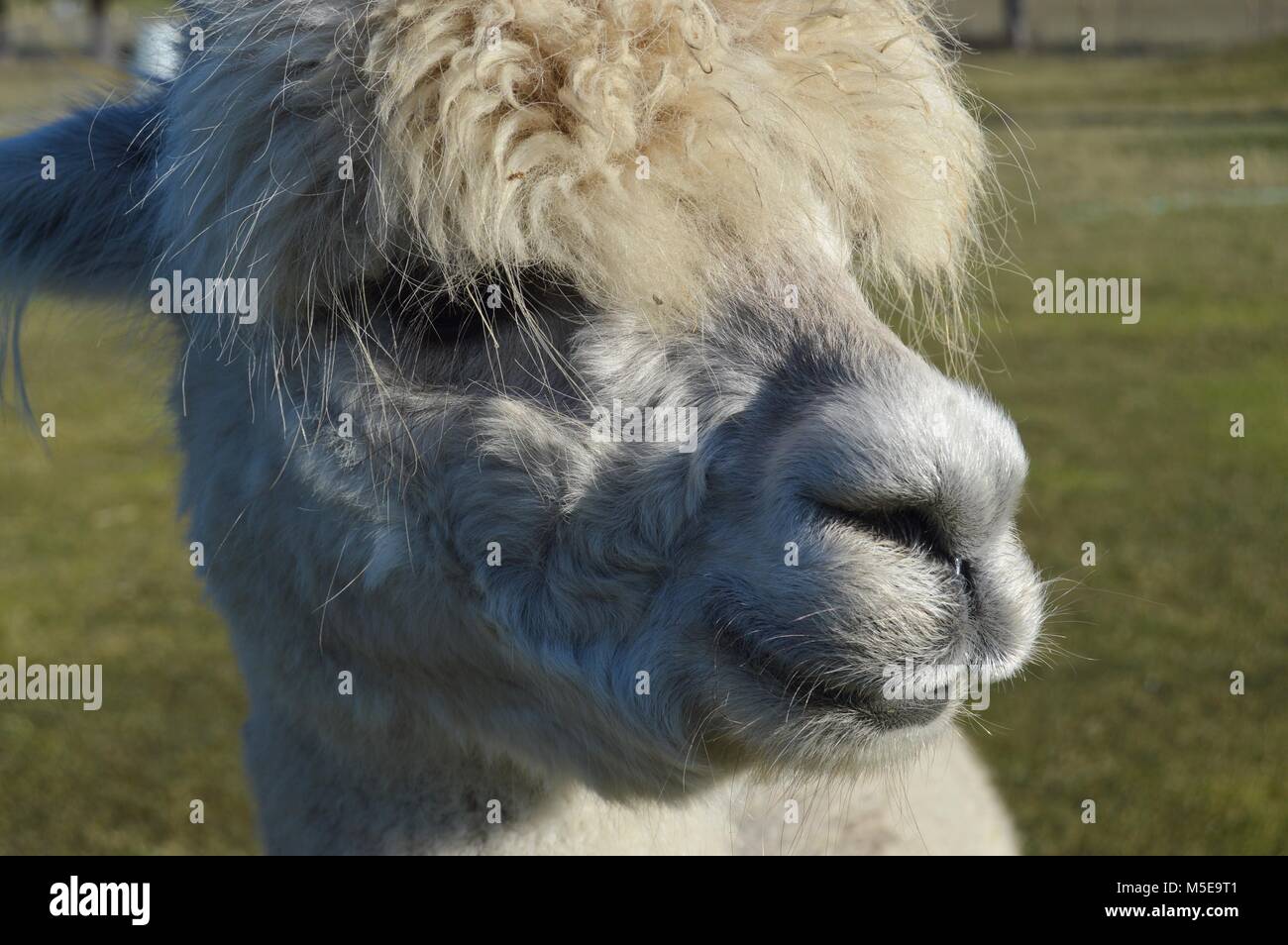 Bentley the friendly alpaca is showing off his soft nose and funky ...