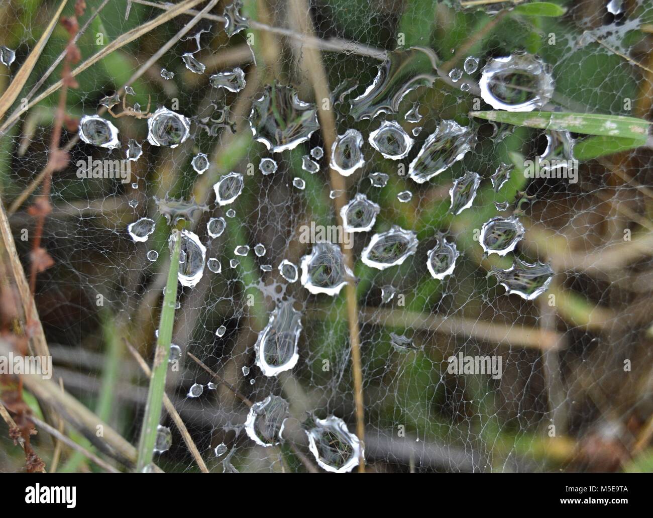 rain drops caught in a spiderweb clinging to twigs and grass with ...