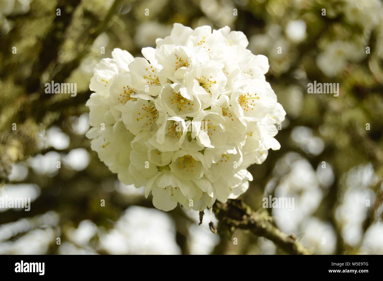 a tight ball of apricot blossoms in soft spring time sun Stock Photo ...