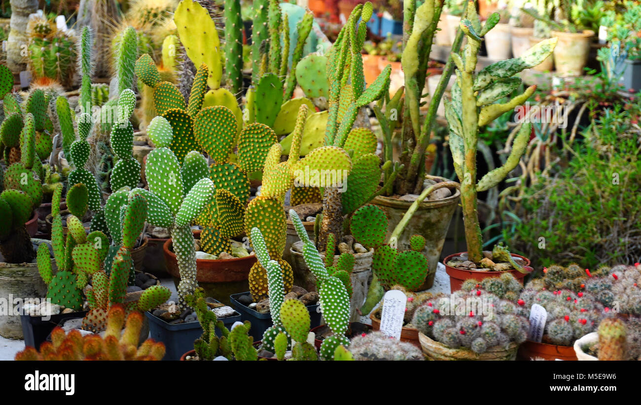 Different types of cacti stand on counter Stock Photo - Alamy