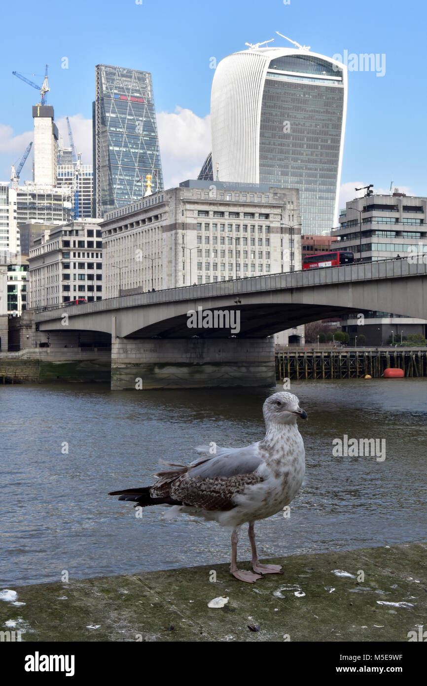 an unusual and different london city skyline with a sea gull bird in ...