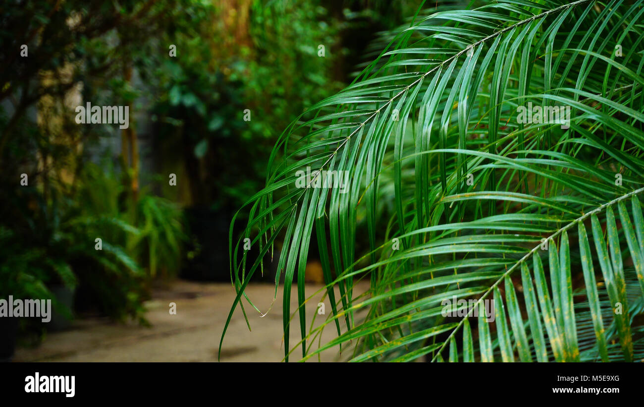 Plant bent leaves ground stand hi-res stock photography and images - Alamy