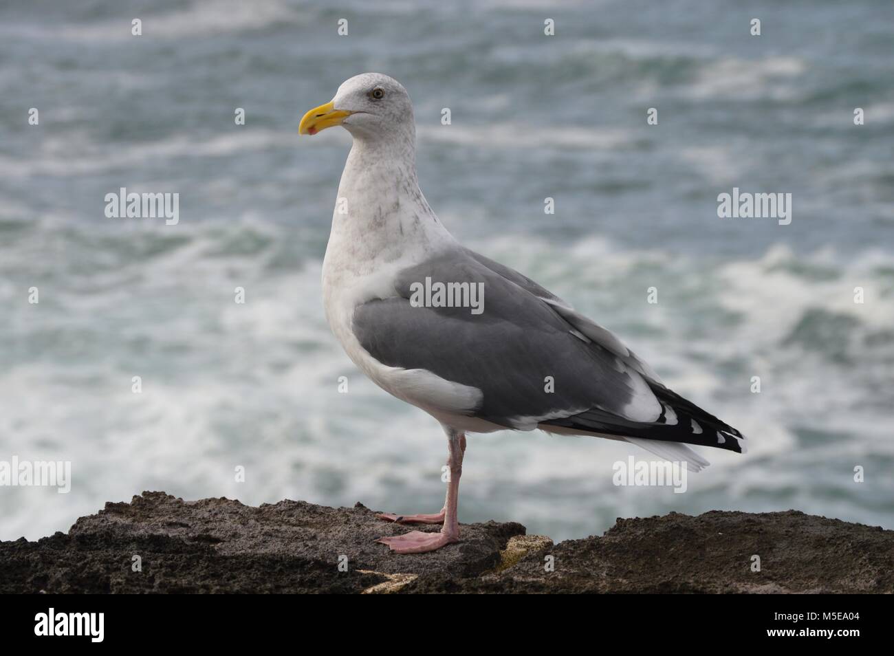 Thieving Seagull High Resolution Stock Photography and Images - Alamy