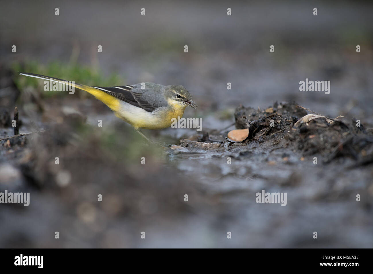 Female grey wagtail hi-res stock photography and images - Alamy