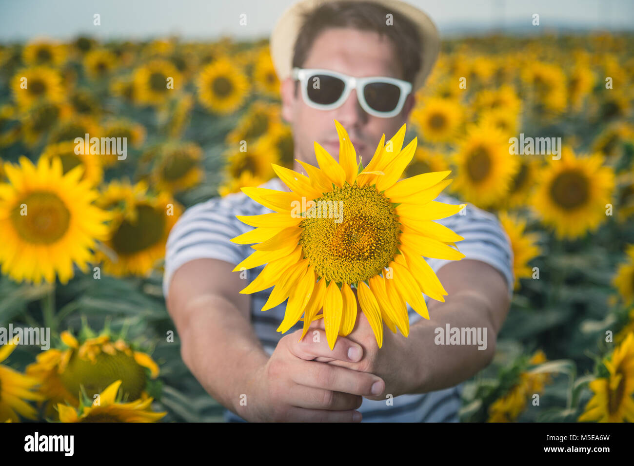 Portrait of young guy showing sunflower outdoors. Summertime concept ...