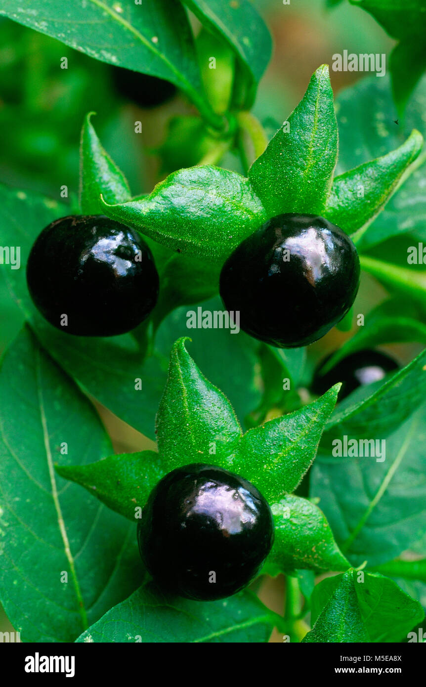 Belladonna Deadly Nightshade Belladonna Berry High Resolution Stock ...